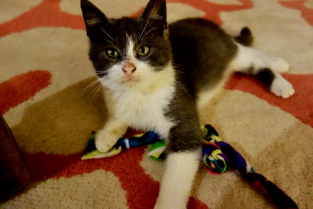 How To Be An Amazing House Sitter In 8 Easy Steps! | See Nic Wander