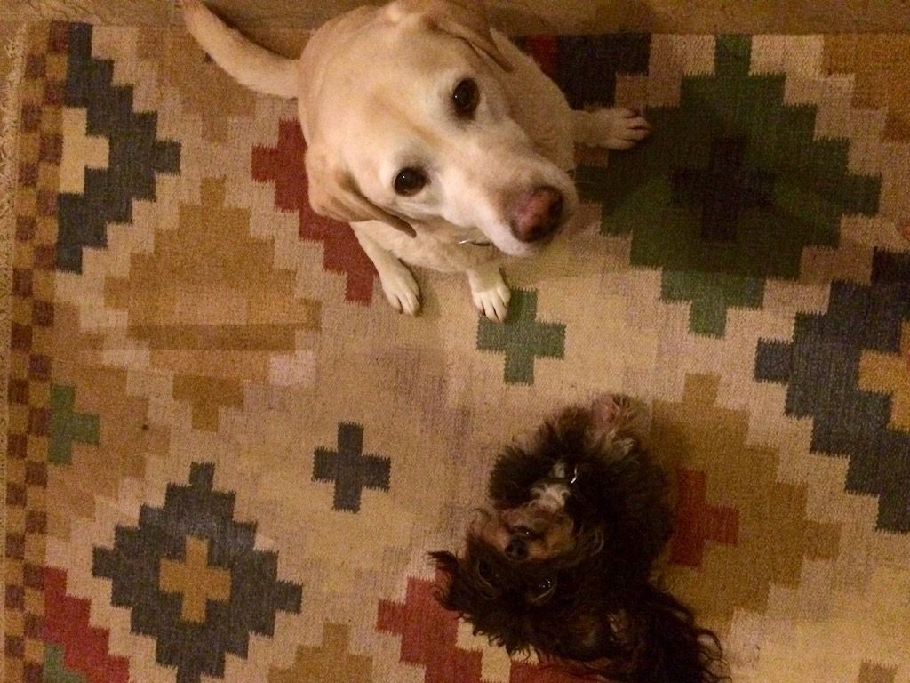 How To Be An Amazing House Sitter In 8 Easy Steps! | See Nic Wander