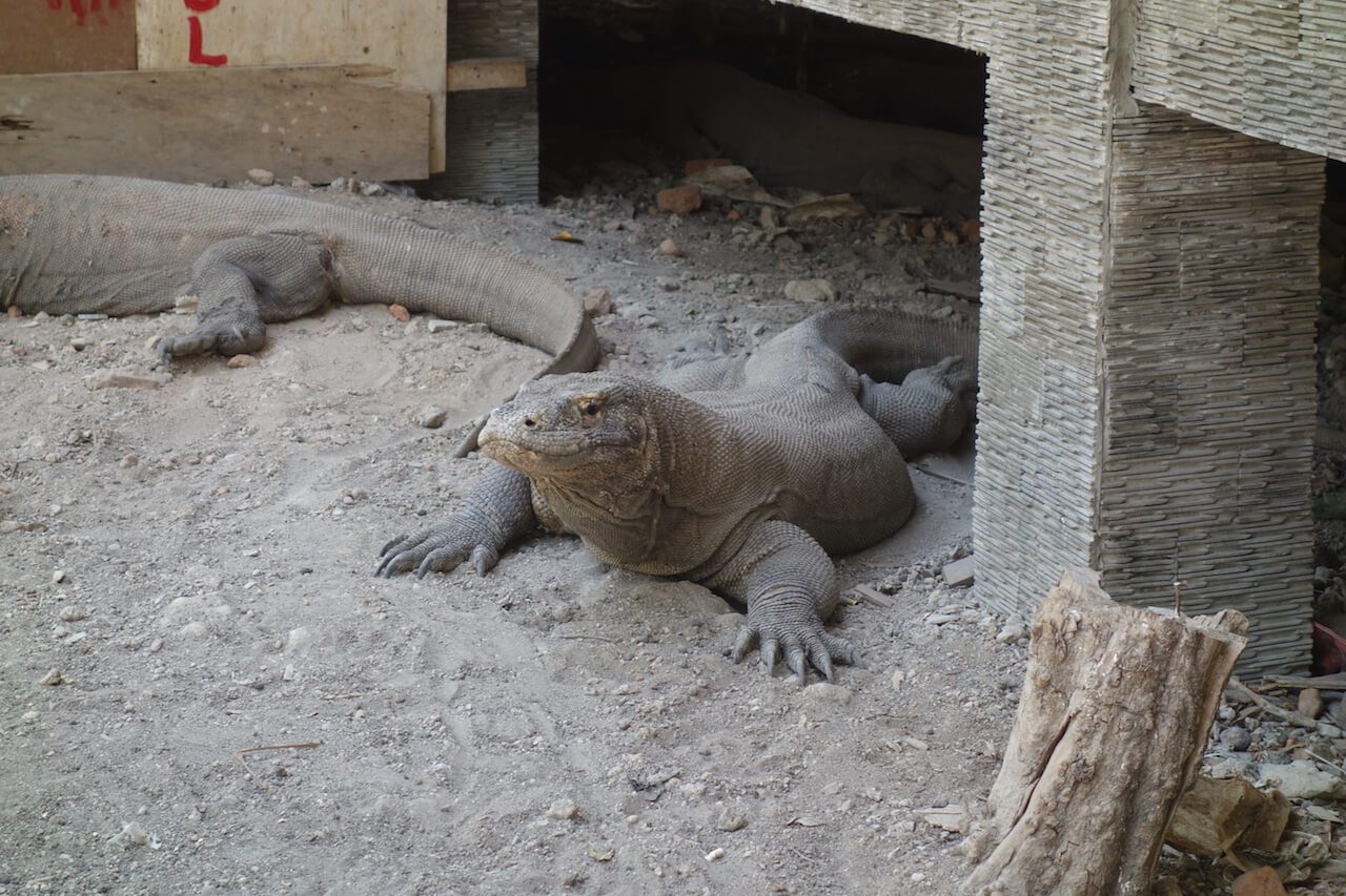 The Best Komodo Island Tour: Finding Dragons in Komodo National Park ...